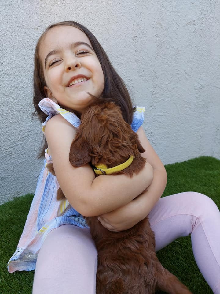 About Our Program – Golden State Good Dogs