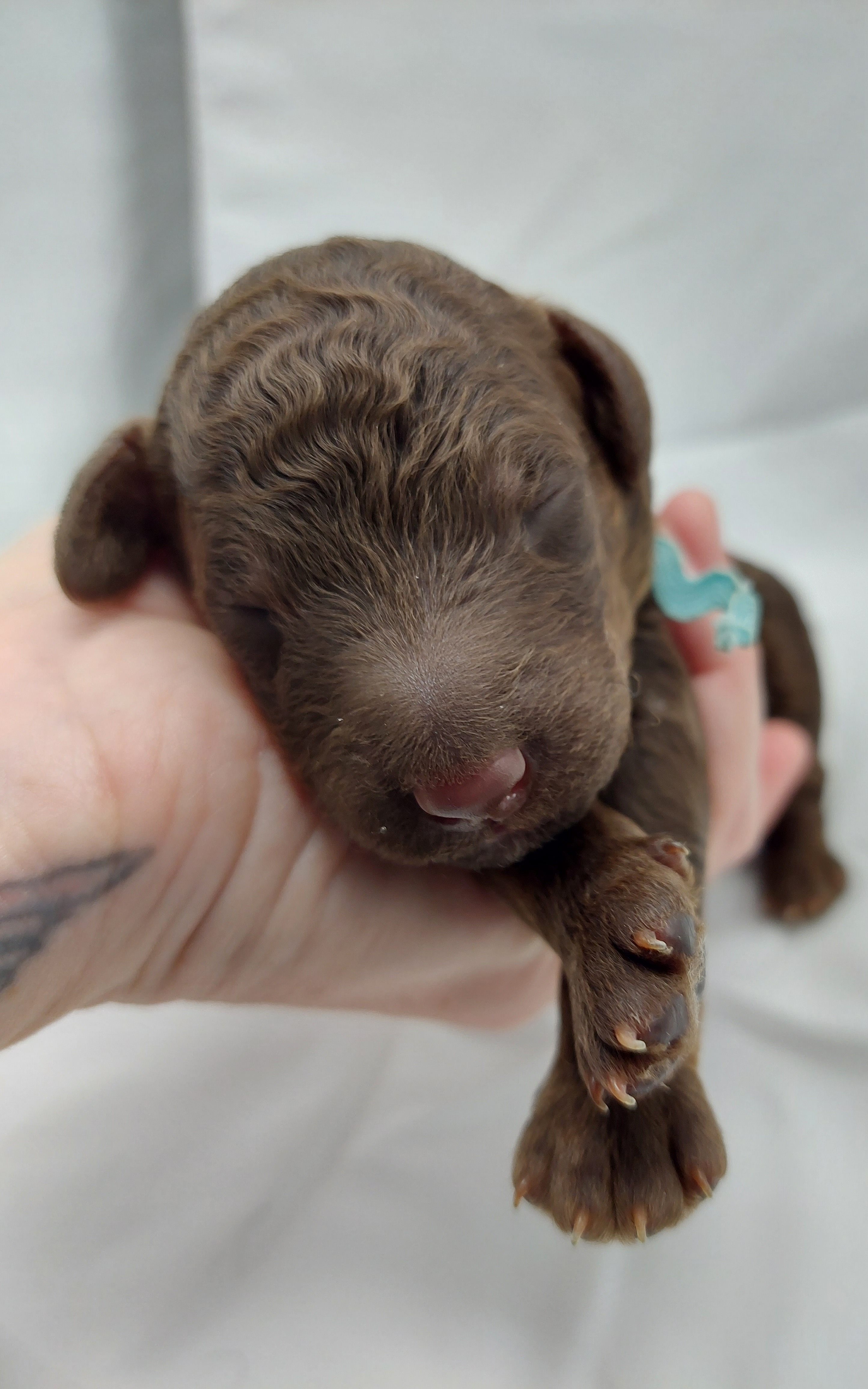 About Our Program – Golden State Good Dogs