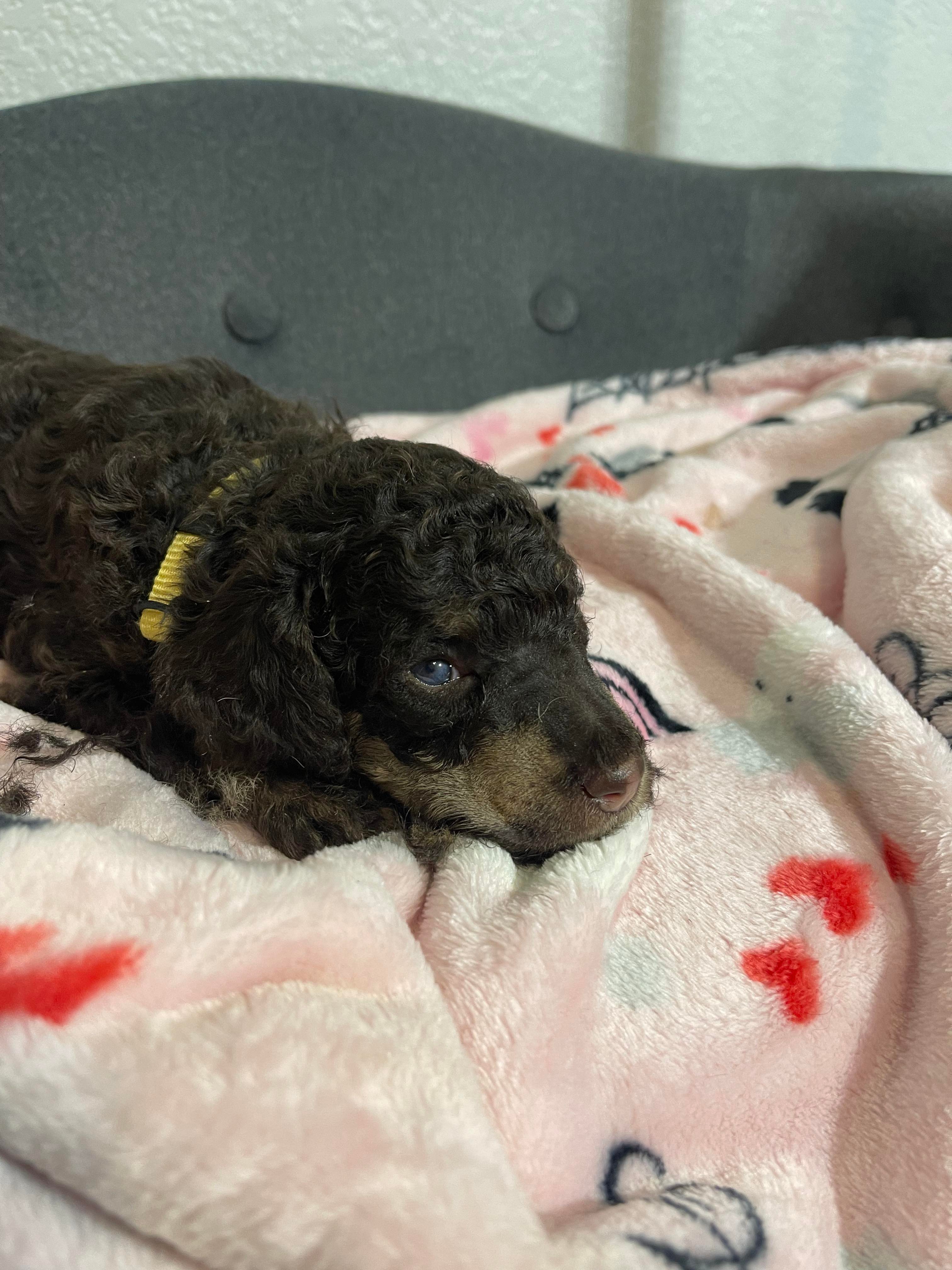 Mini & Moyen Poodles – Golden State Good Dogs