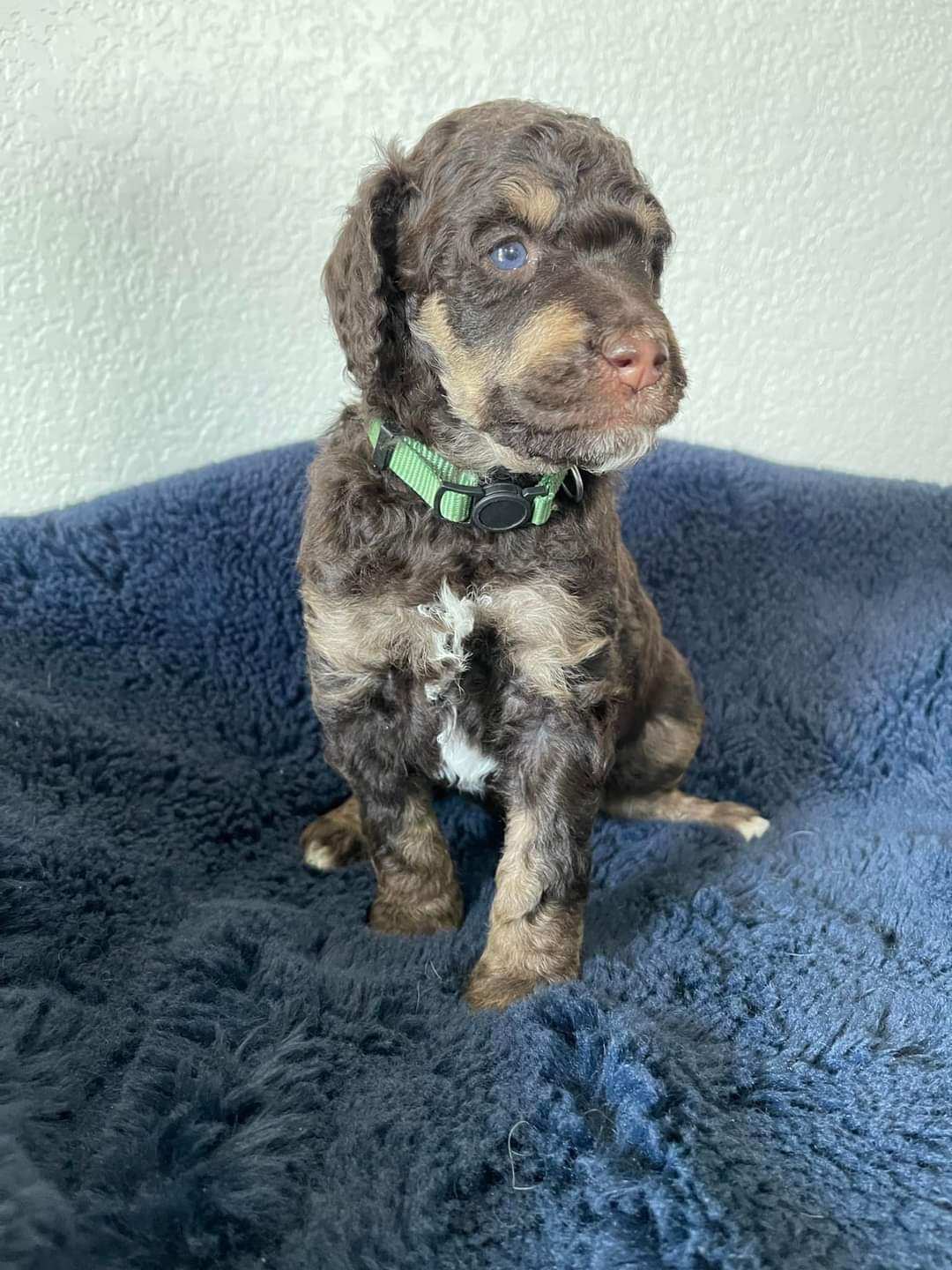 Mini & Moyen Poodles – Golden State Good Dogs