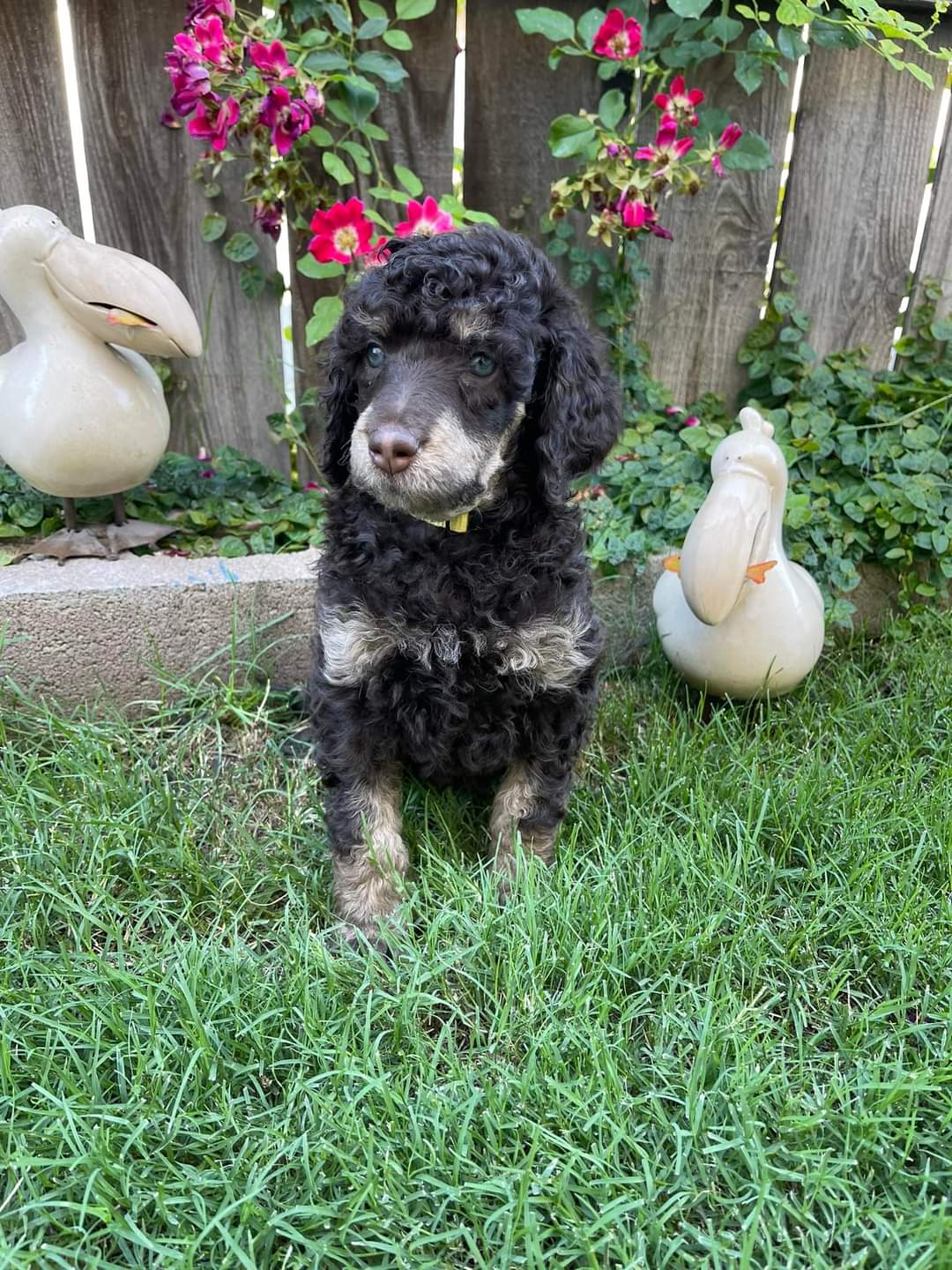 Mini & Moyen Poodles – Golden State Good Dogs