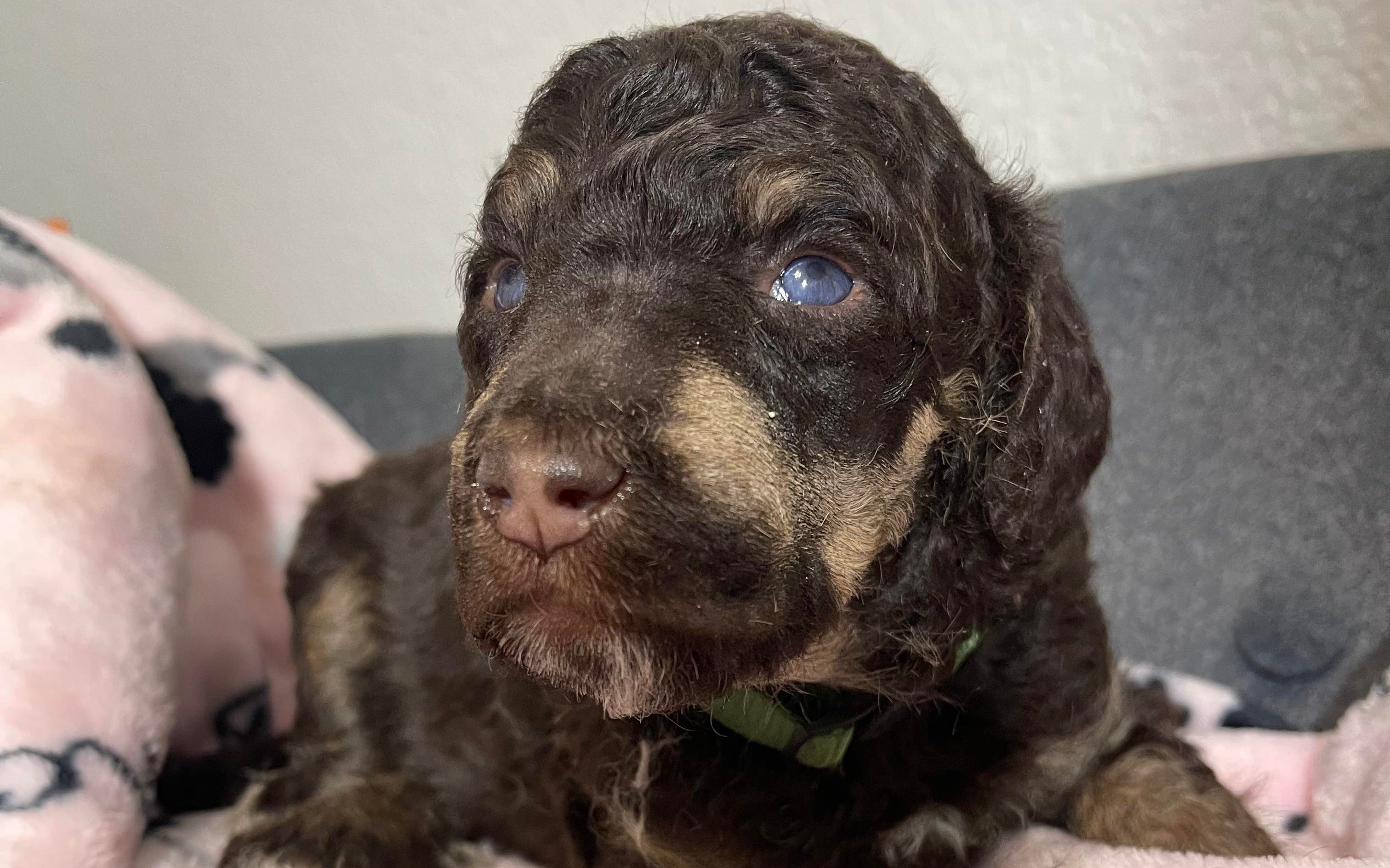 Mini & Moyen Poodles – Golden State Good Dogs