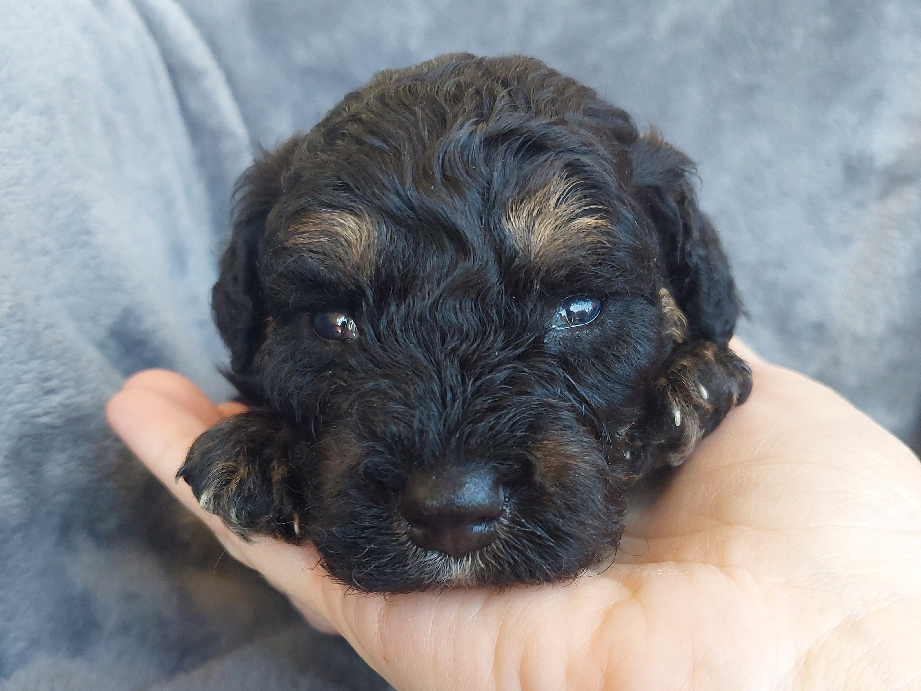 Puppy Application – Golden State Good Dogs