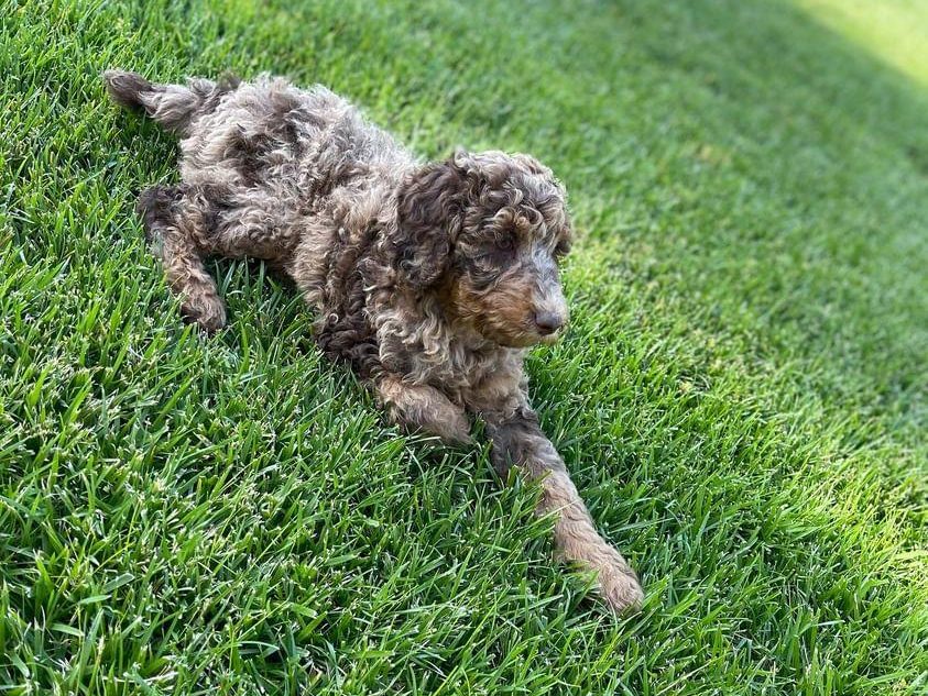 Mini & Moyen Poodles – Golden State Good Dogs