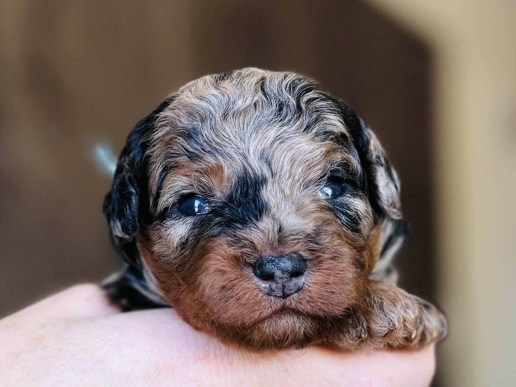 Mini Bernedoodles – Golden State Good Dogs